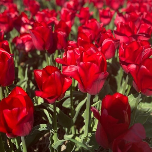 Civic-Pride 2-600×600 – Green Corners